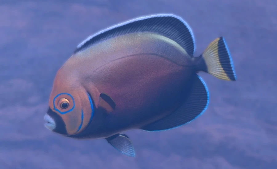 Conspicuous Angelfish | Endless Ocean Wiki | Fandom
