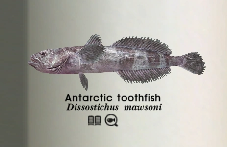 Antarctic Toothfish
