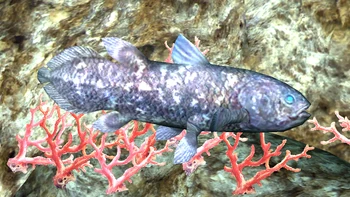 Coelacanth | Endless Ocean Wiki | Fandom