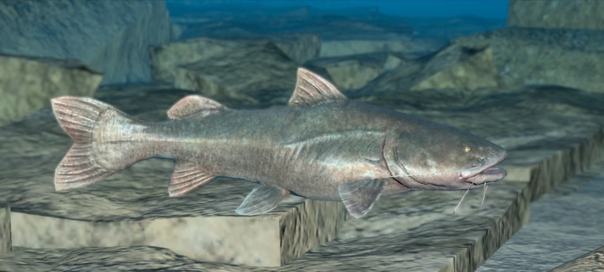 Gilded Catfish | Endless Ocean Wiki | Fandom