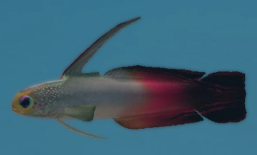Fire Goby | Endless Ocean Wiki | Fandom