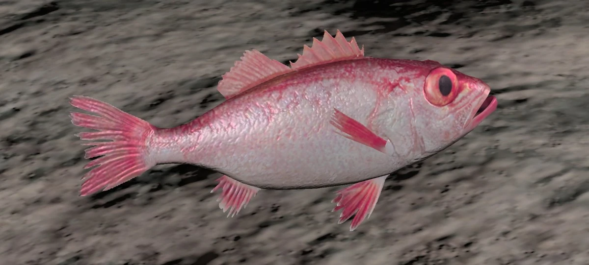 Blackthroat Seaperch | Endless Ocean Wiki | Fandom