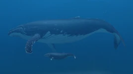 Humpback Whale | Endless Ocean Wiki | Fandom