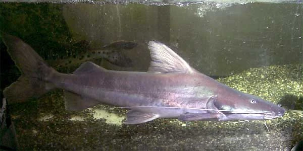 Giant Piraiba Catfish