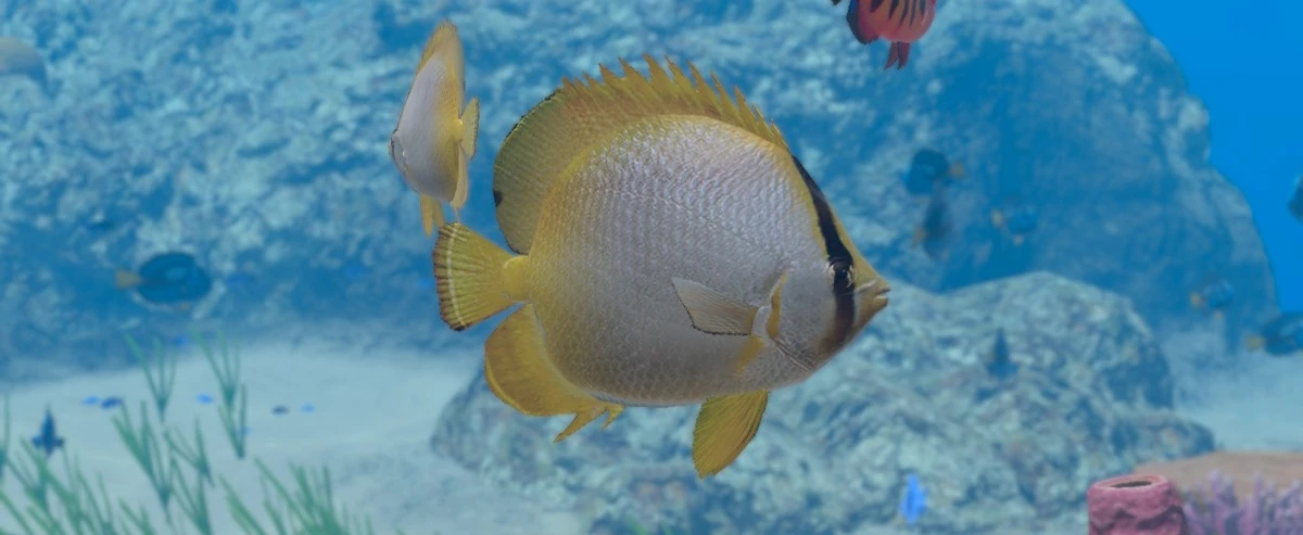 Spotfin Butterflyfish | Endless Ocean Wiki | Fandom