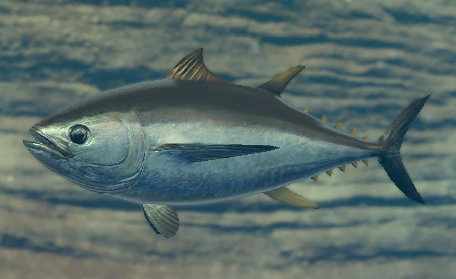 Longtail Tuna | Endless Ocean Wiki | Fandom
