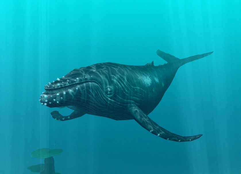 Black Harbinger | Endless Ocean Wiki | Fandom