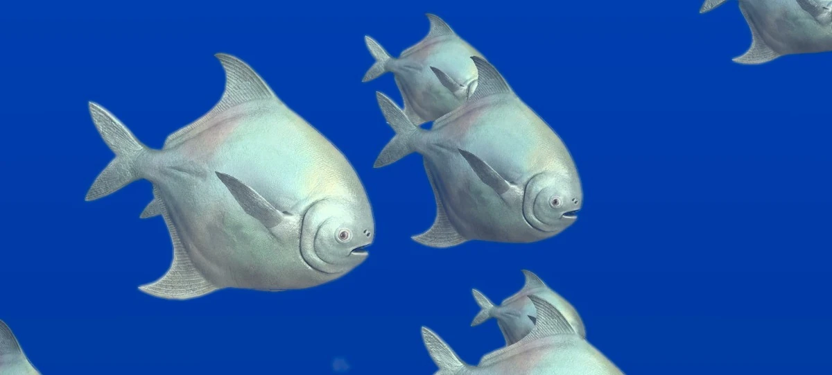 Butterfish | Endless Ocean Wiki | Fandom