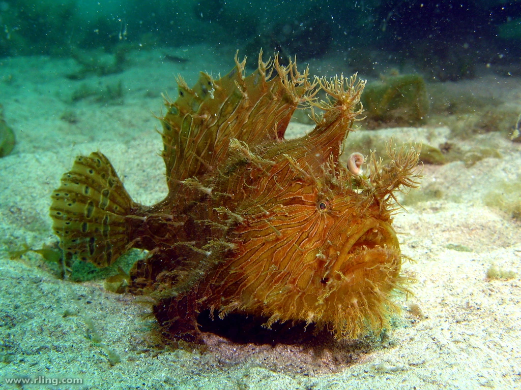 Striated Frogfish