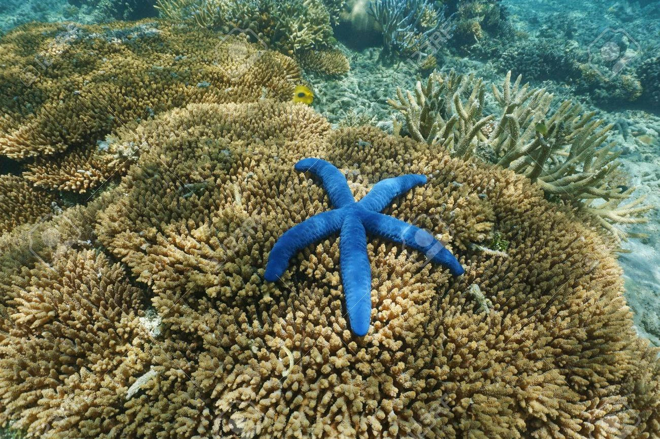 Blue Sea Star