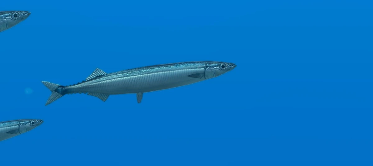 Pacific Saury | Endless Ocean Wiki | Fandom