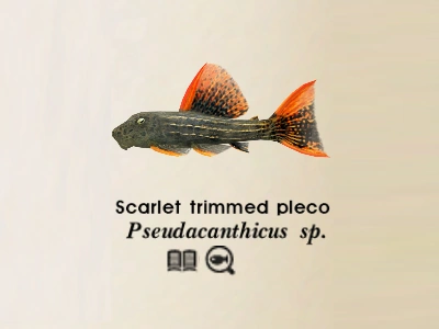 Scarlet Pleco