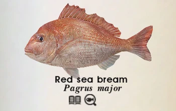 Red Sea Bream | Endless Ocean Wiki | Fandom