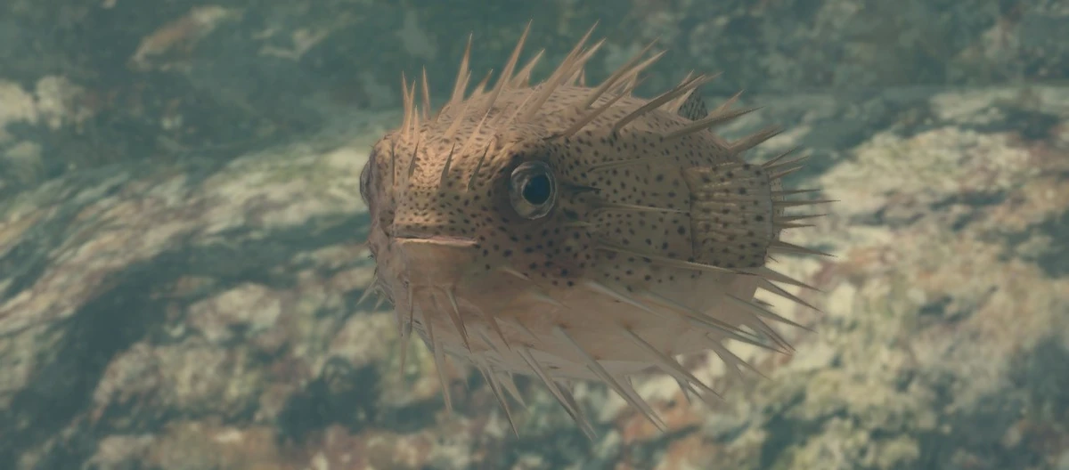 Spot-Fin Porcupinefish | Endless Ocean Wiki | Fandom