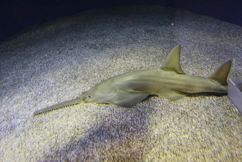 Dwarf Sawfish | Endless Ocean Wiki | Fandom