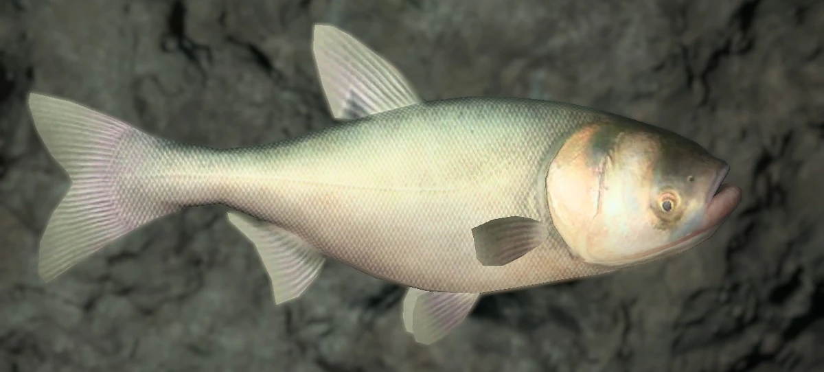 Silver Carp | Endless Ocean Wiki | Fandom