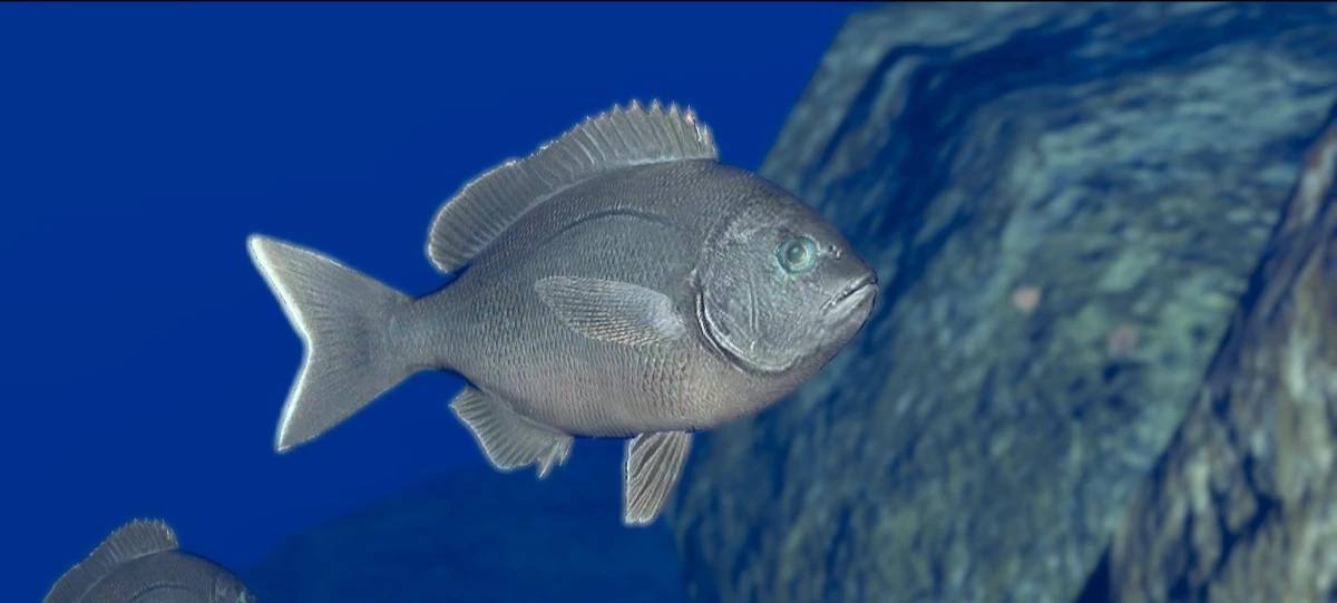 Smallscale Blackfish | Endless Ocean Wiki | Fandom