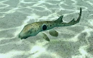Epaulette Shark | Endless Ocean Wiki | Fandom
