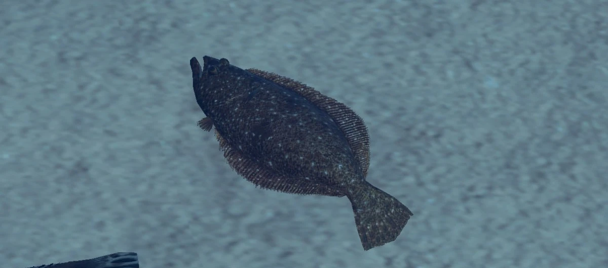 Olive Flounder | Endless Ocean Wiki | Fandom