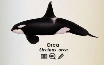 Orca | Endless Ocean Wiki | Fandom