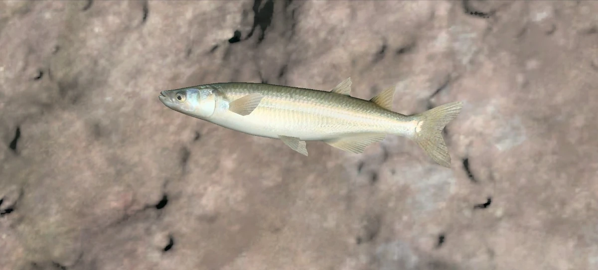 Argentinian Silverside | Endless Ocean Wiki | Fandom