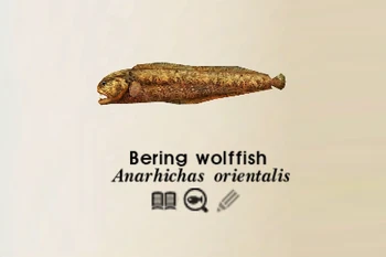 Bering Wolffish | Endless Ocean Wiki | Fandom