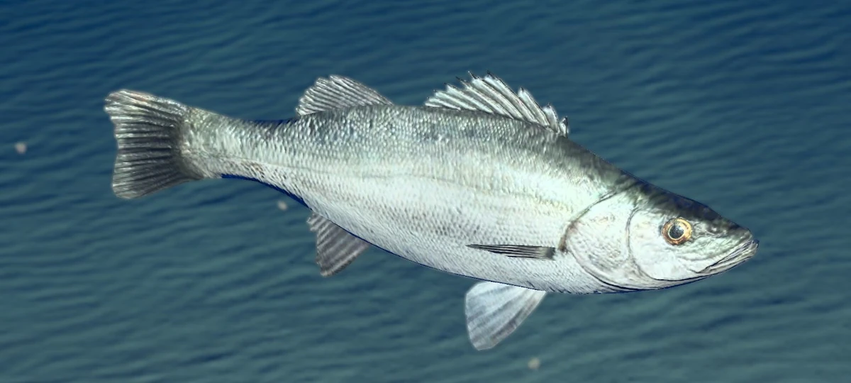 Blackfin Seabass | Endless Ocean Wiki | Fandom