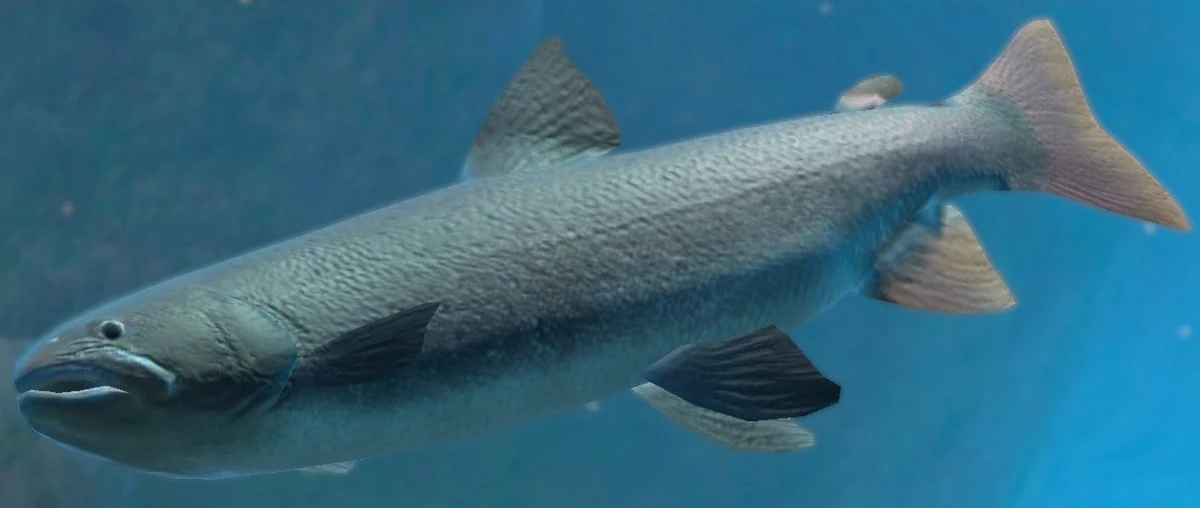 Siberian Taimen | Endless Ocean Wiki | Fandom