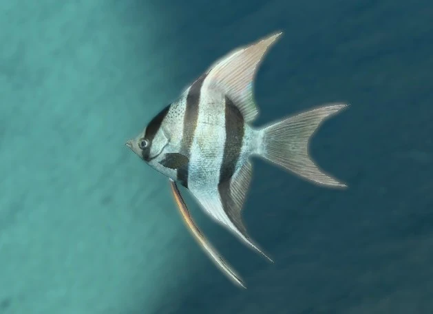 Angelfish | Endless Ocean Wiki | Fandom