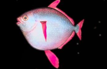 Opah | Endless Ocean Wiki | Fandom