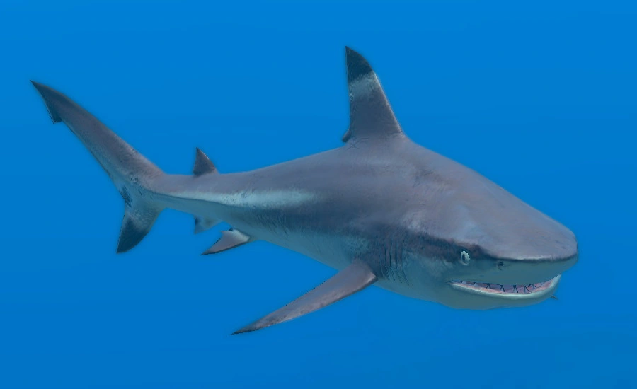 Blacktip Reef Shark | Endless Ocean Wiki | Fandom