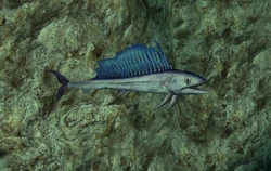 Lancetfish Habitat