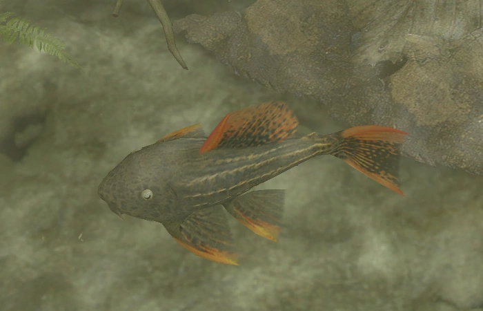 Scarlet Pleco