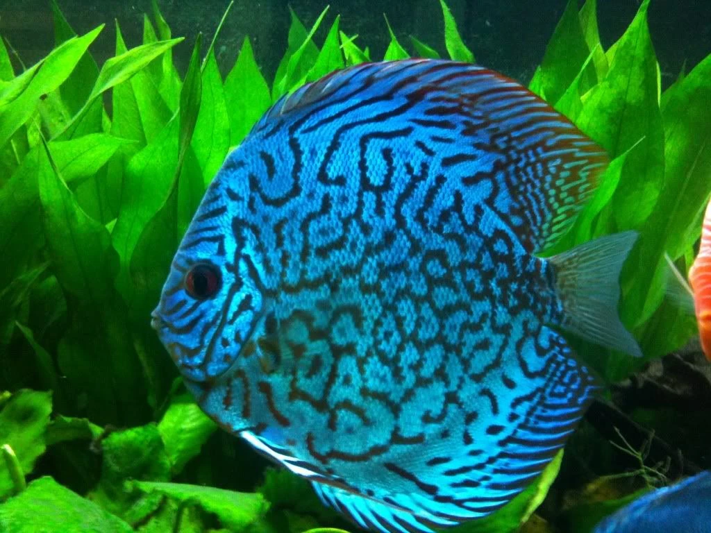 Royal Blue Discus