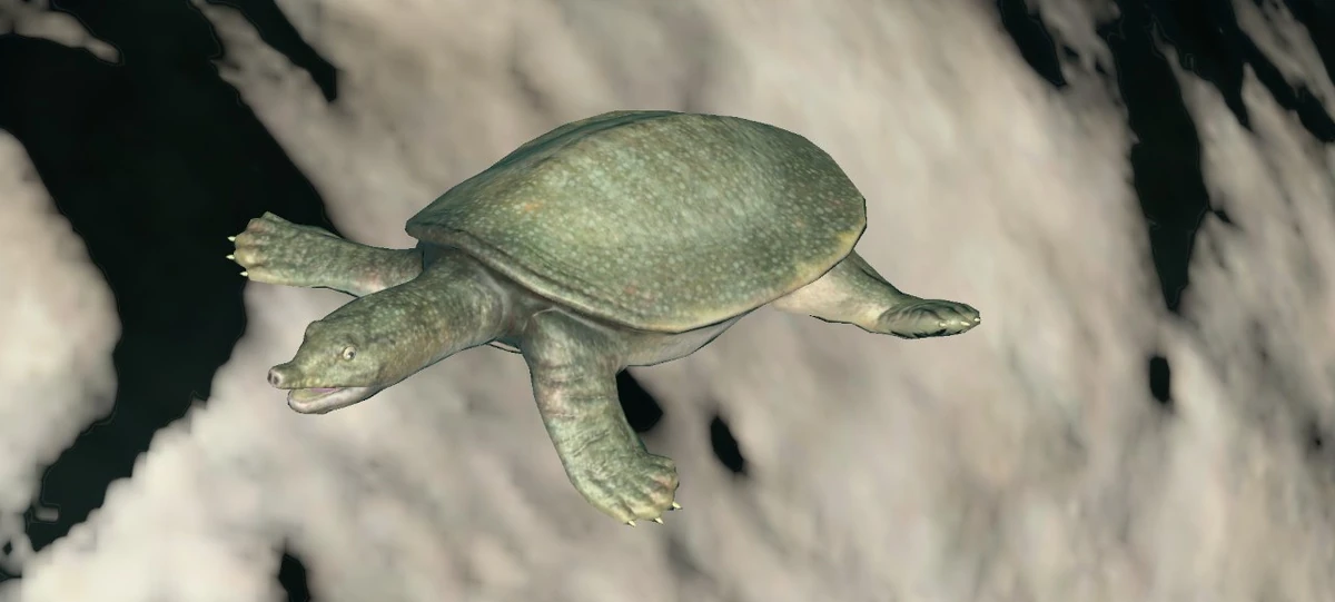 Chinese Softshell Turtle | Endless Ocean Wiki | Fandom