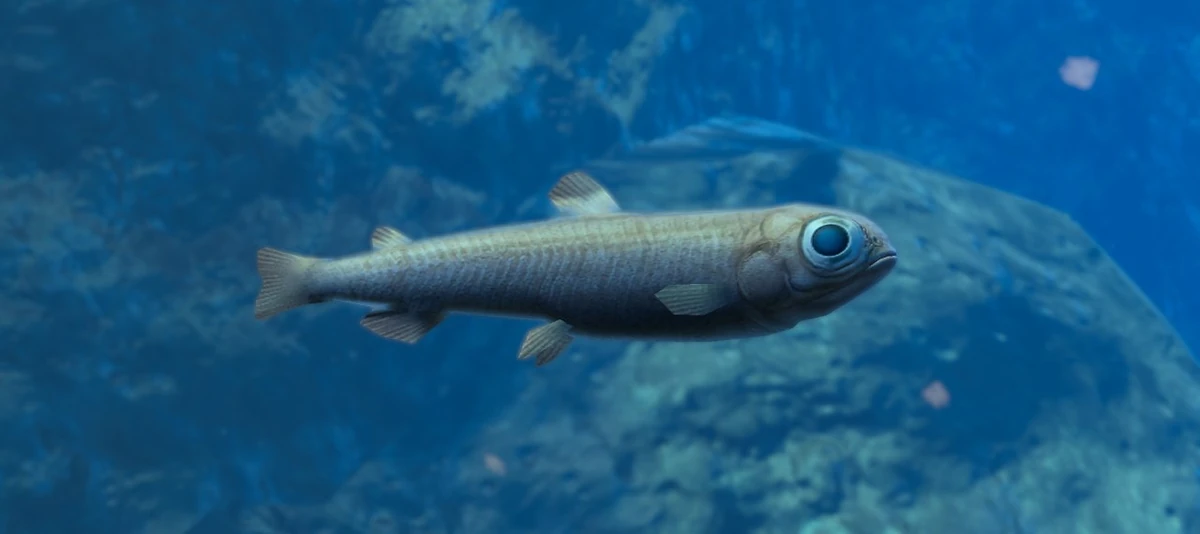 Slender Blacksmelt | Endless Ocean Wiki | Fandom