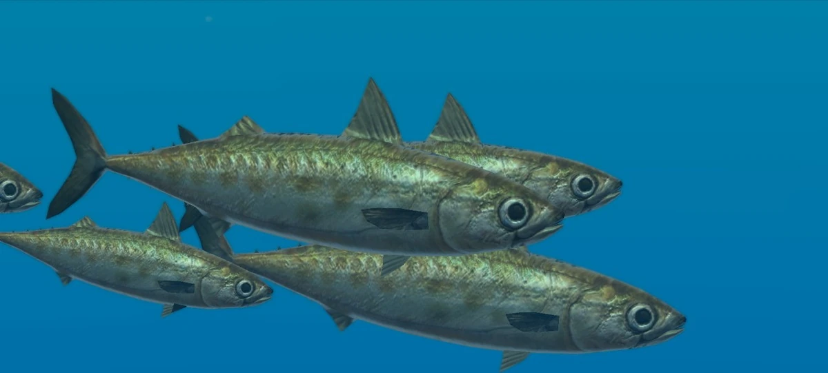 Double-Lined Mackerel | Endless Ocean Wiki | Fandom