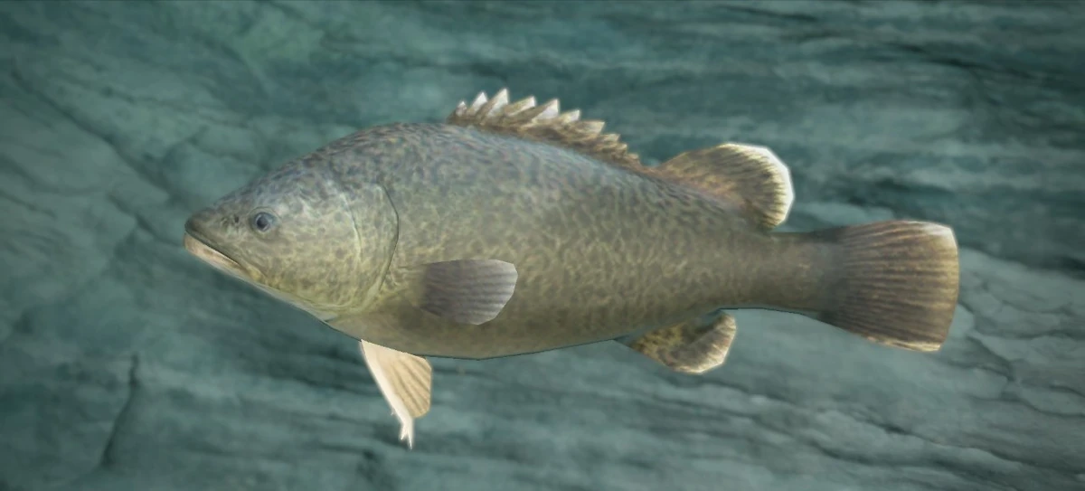 Murray Cod | Endless Ocean Wiki | Fandom