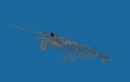 Antarctic Krill | Endless Ocean Wiki | Fandom