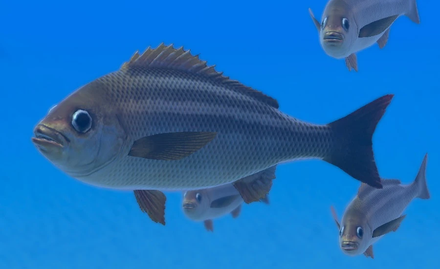 Chicken Grunt | Endless Ocean Wiki | Fandom