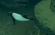 Commerson's Dolphin | Endless Ocean Wiki | Fandom