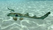 Epaulette Shark | Endless Ocean Wiki | Fandom