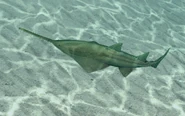 Dwarf Sawfish | Endless Ocean Wiki | Fandom