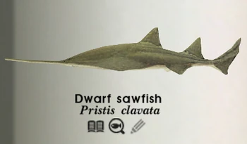Dwarf Sawfish | Endless Ocean Wiki | Fandom