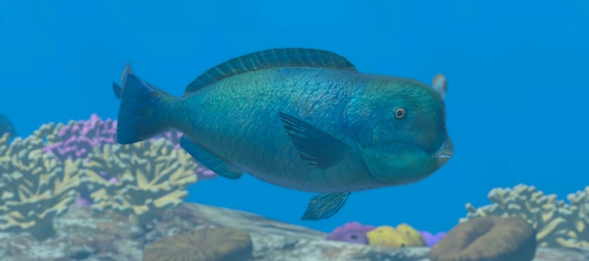 Knobsnout Parrotfish | Endless Ocean Wiki | Fandom