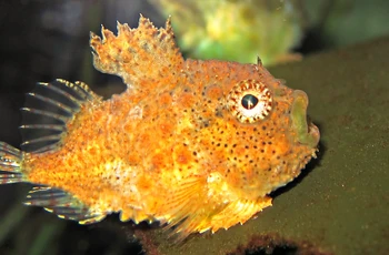 Atlantic Spiny Lumpsucker | Endless Ocean Wiki | Fandom