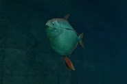 Opah | Endless Ocean Wiki | Fandom