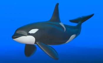 Orca | Endless Ocean Wiki | Fandom