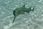 Dwarf Sawfish | Endless Ocean Wiki | Fandom