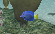 Purple Tang | Endless Ocean Wiki | Fandom